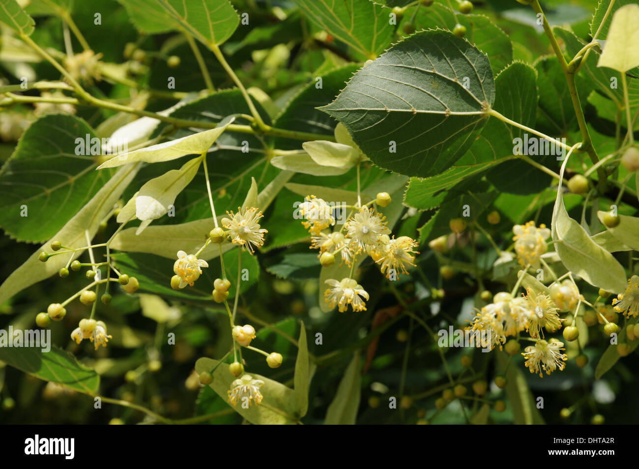 Smallleaved hi-res stock photography and images - Alamy