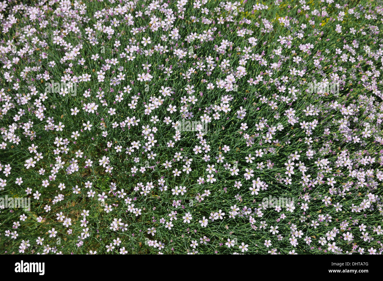 Tunica saxifraga hi-res stock photography and images - Alamy