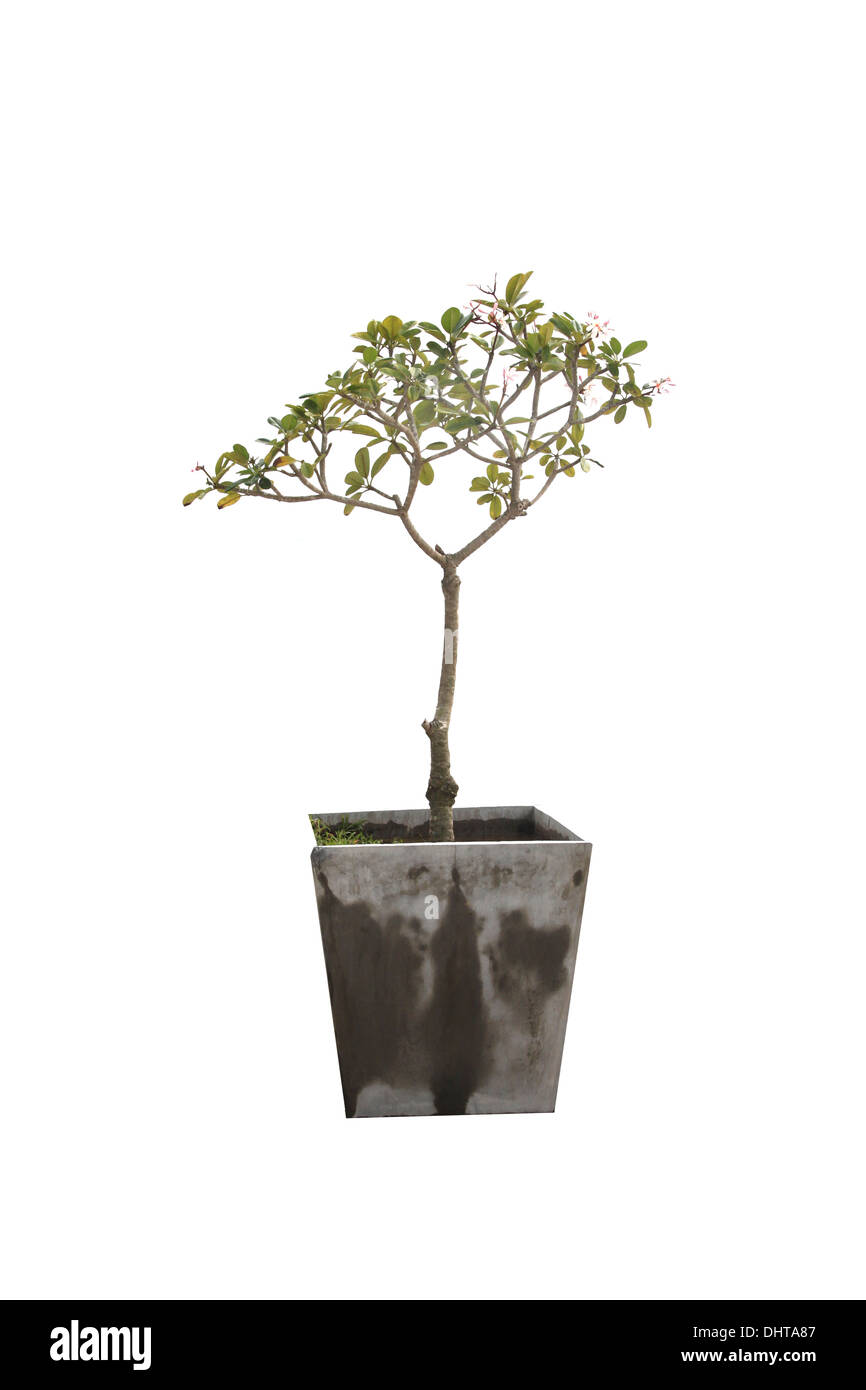 Potted tree hi-res stock photography and images - Alamy