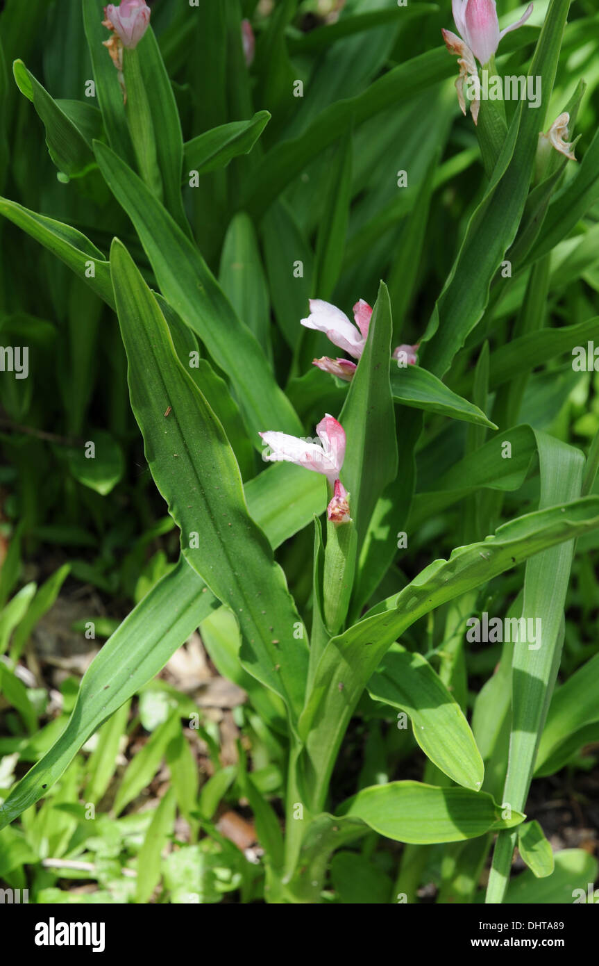 Roscoea hi-res stock photography and images - Alamy