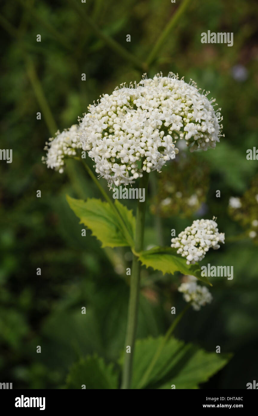 Baldrian blüten hi-res stock photography and images - Alamy