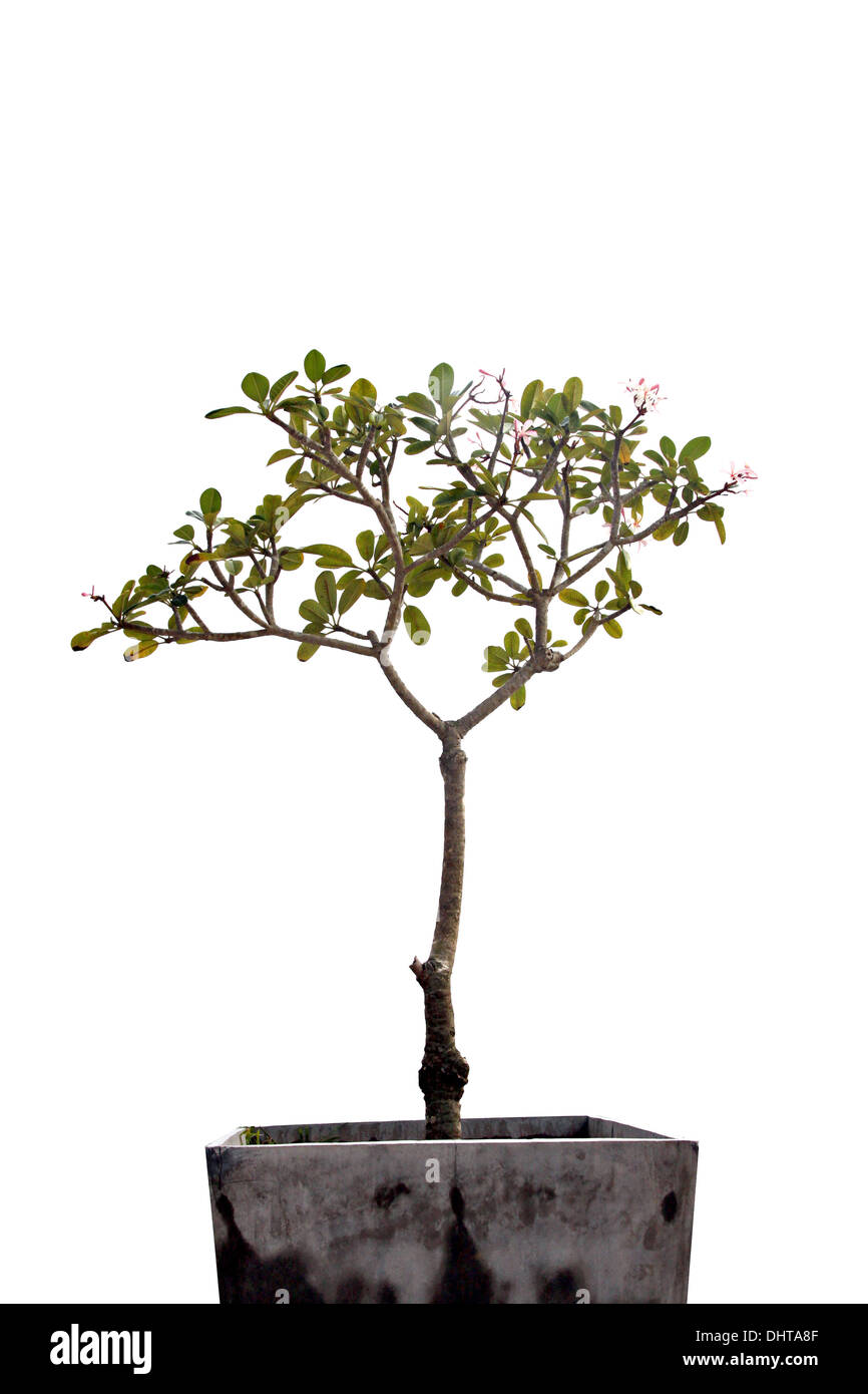 Tree in potted on white background Stock Photo - Alamy