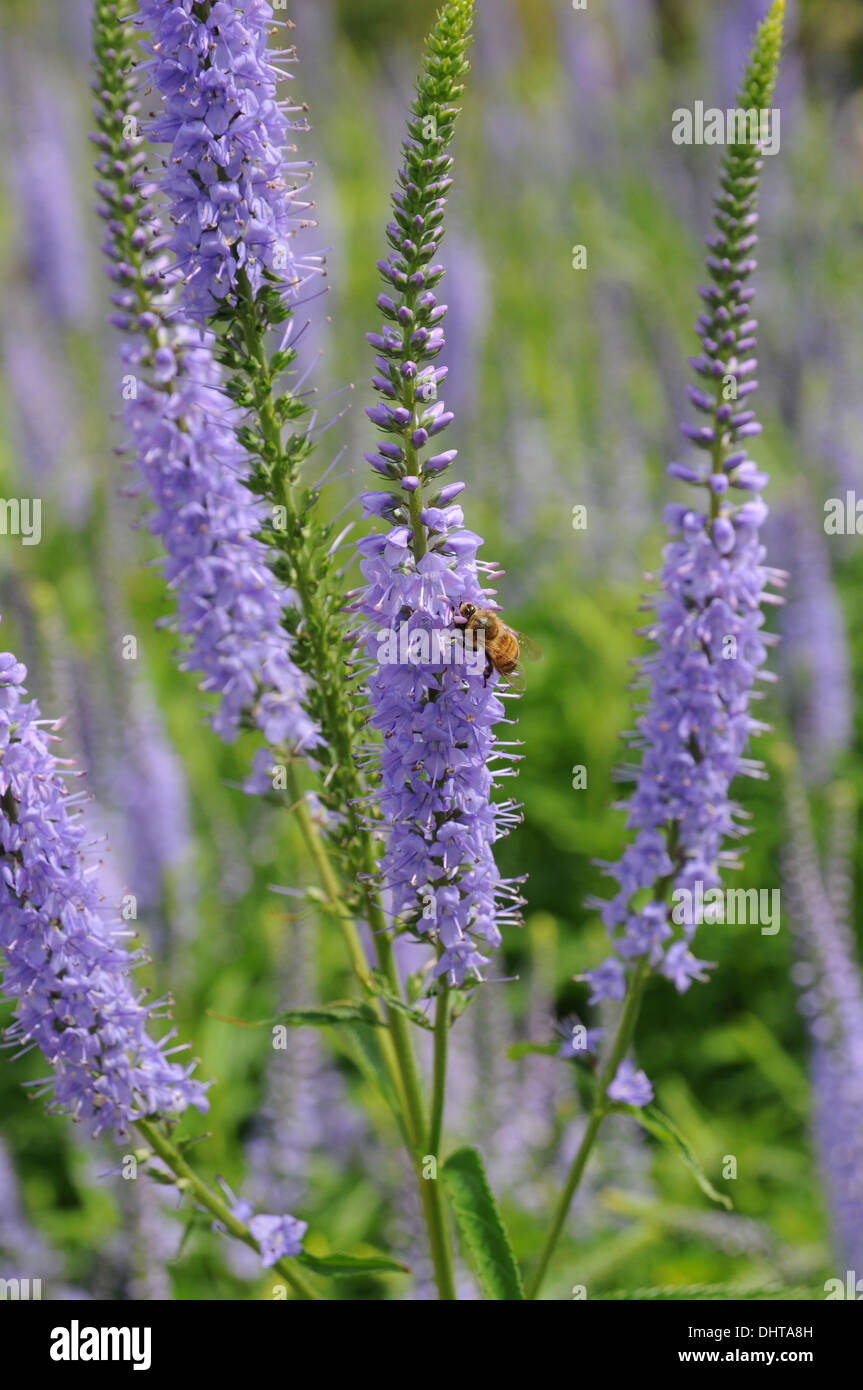Veronica longifolia hi-res stock photography and images - Alamy