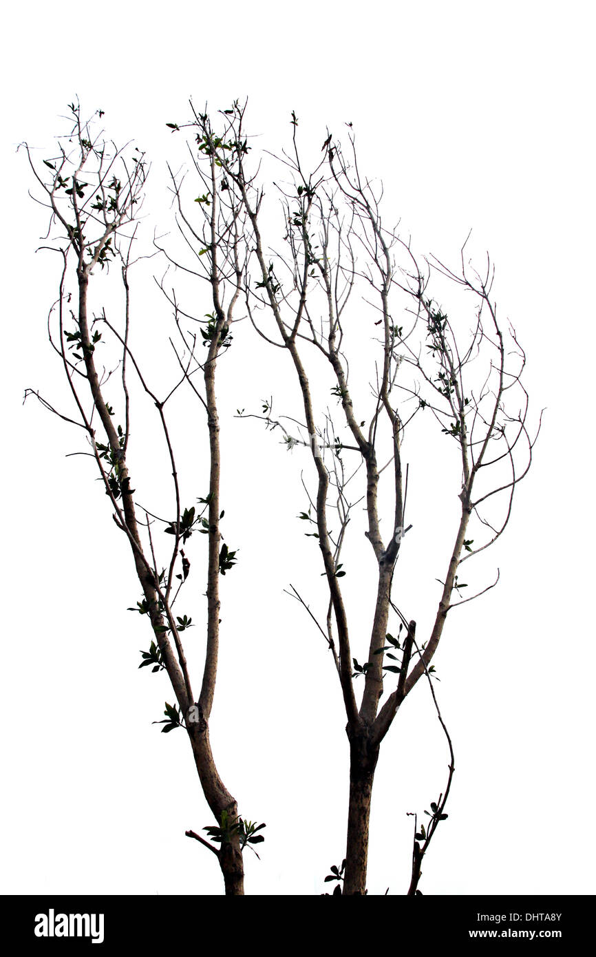 Branches of trees and leaves on white background Stock Photo - Alamy