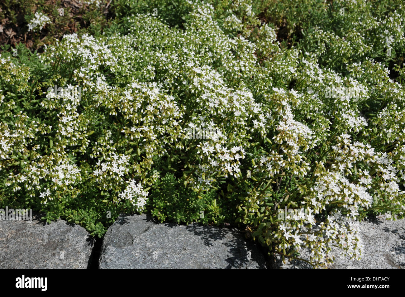 White stonecrops sedum album hi-res stock photography and images - Alamy
