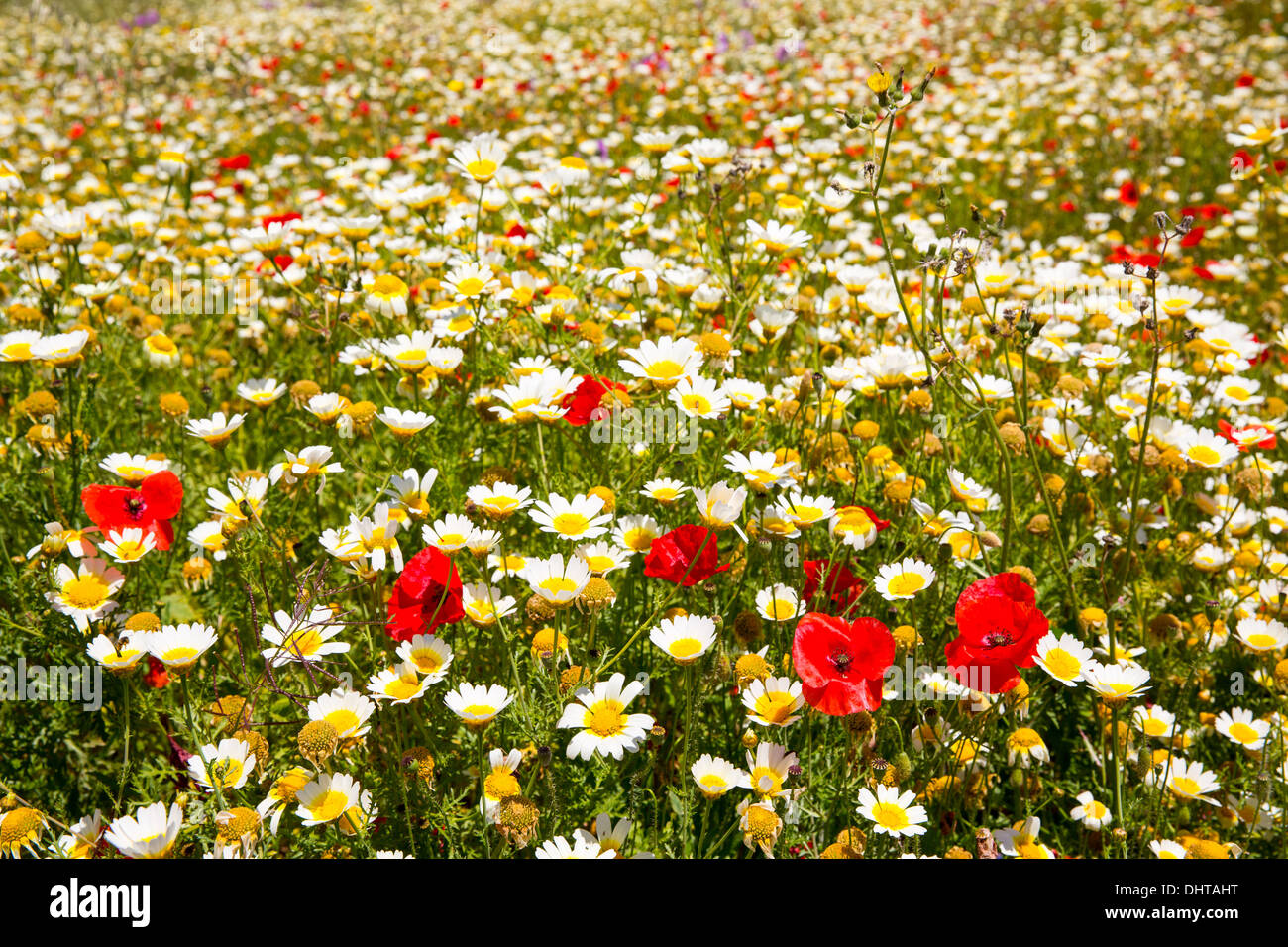 Wild flowers menorca hi-res stock photography and images - Alamy