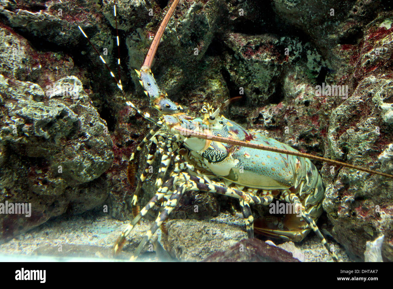 Lobster cray crayfish hi-res stock photography and images - Alamy