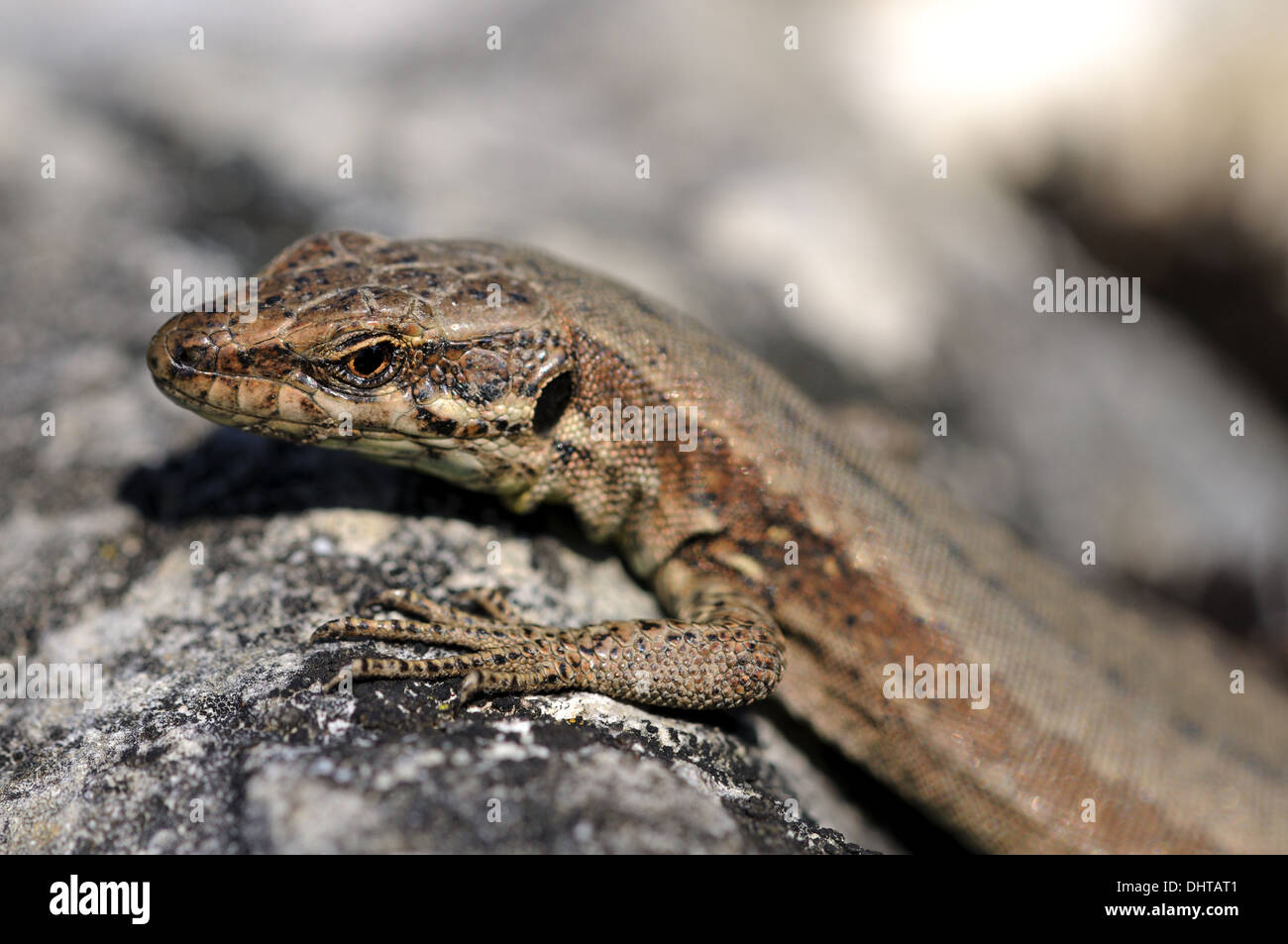 Common wall lizard Stock Photo - Alamy