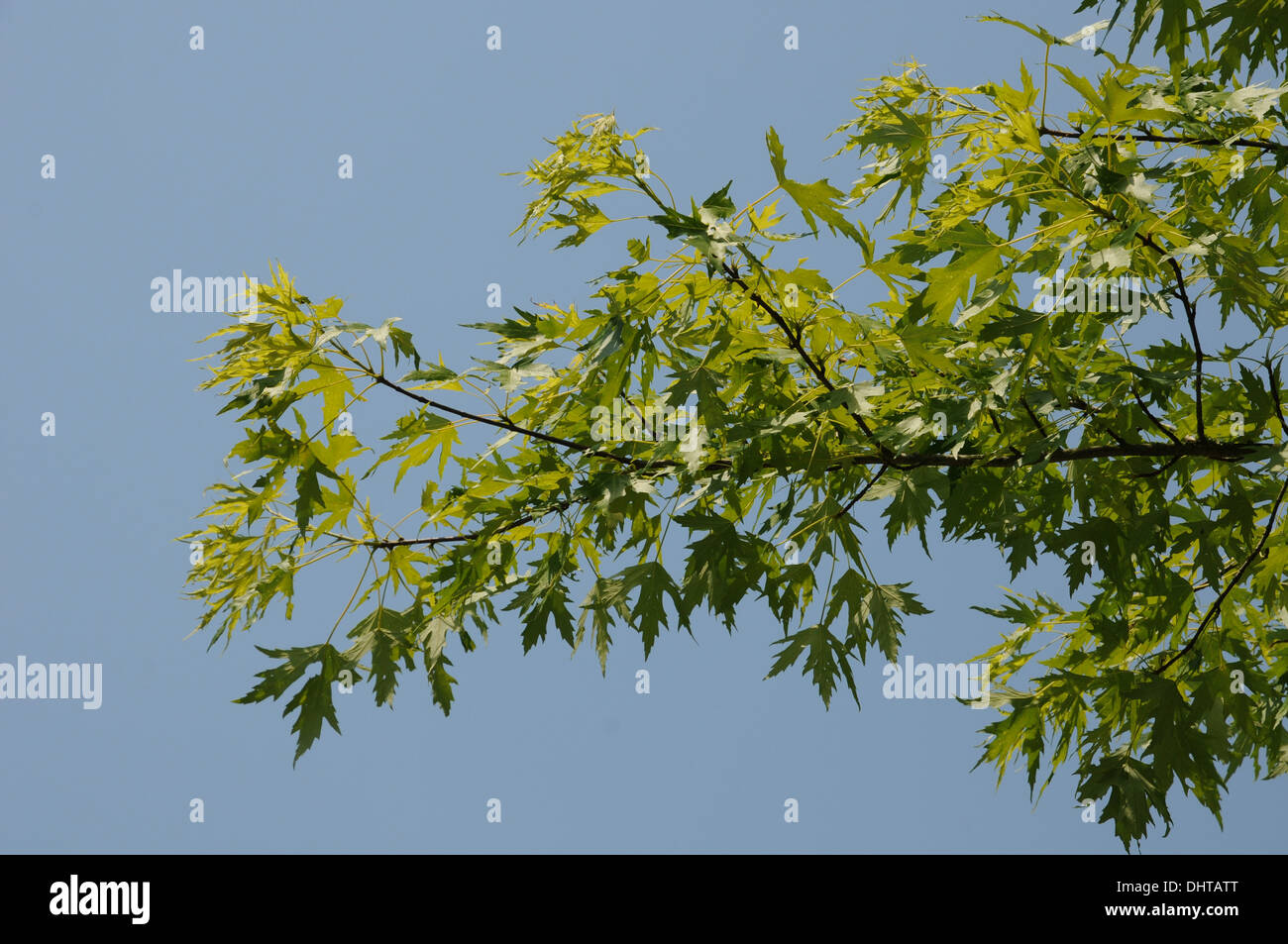 Silverleaf maple hi-res stock photography and images - Alamy