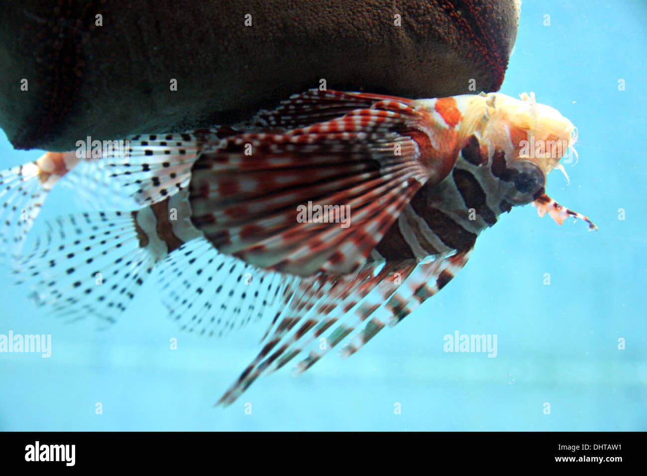 Lion fish hi-res stock photography and images - Alamy