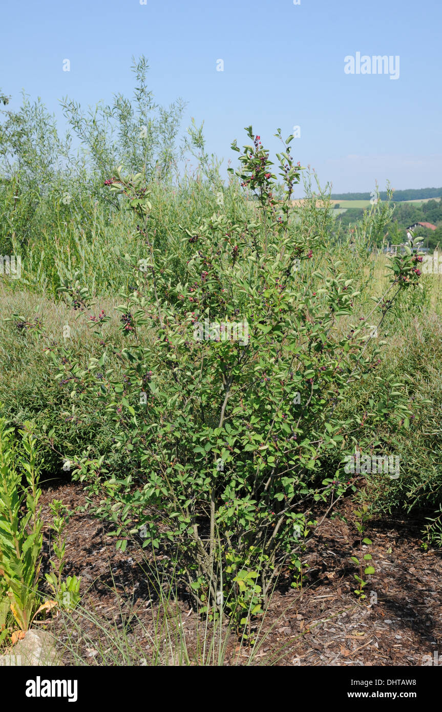 Felsenbirnen hi-res stock photography and images - Alamy