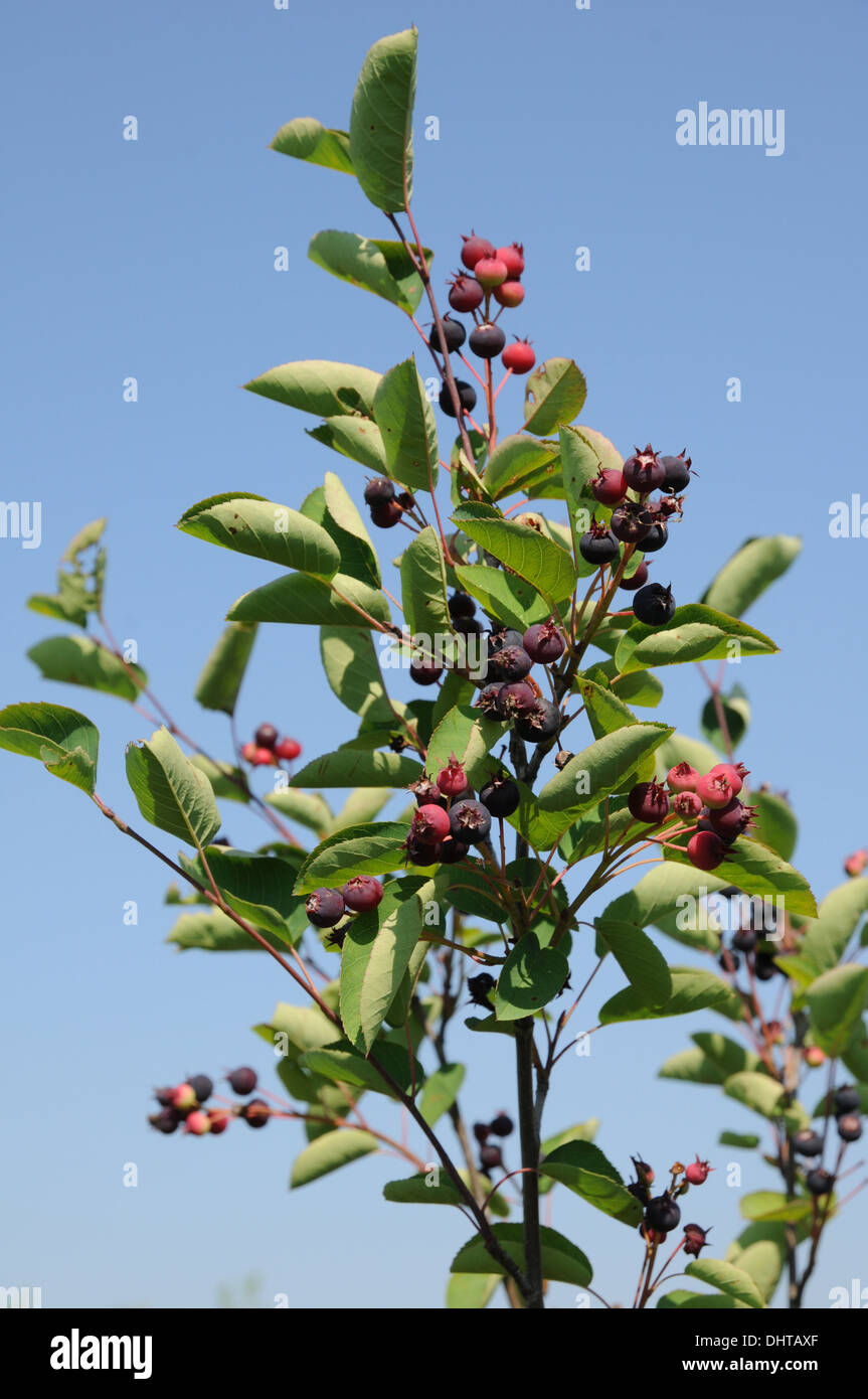 Felsenbirnen hi-res stock photography and images - Alamy