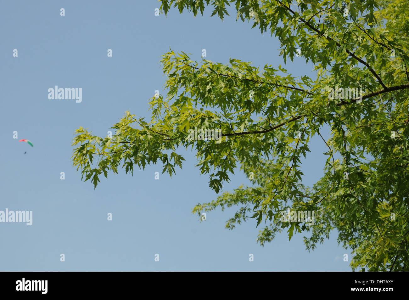 Silverleaf maple hi-res stock photography and images - Alamy