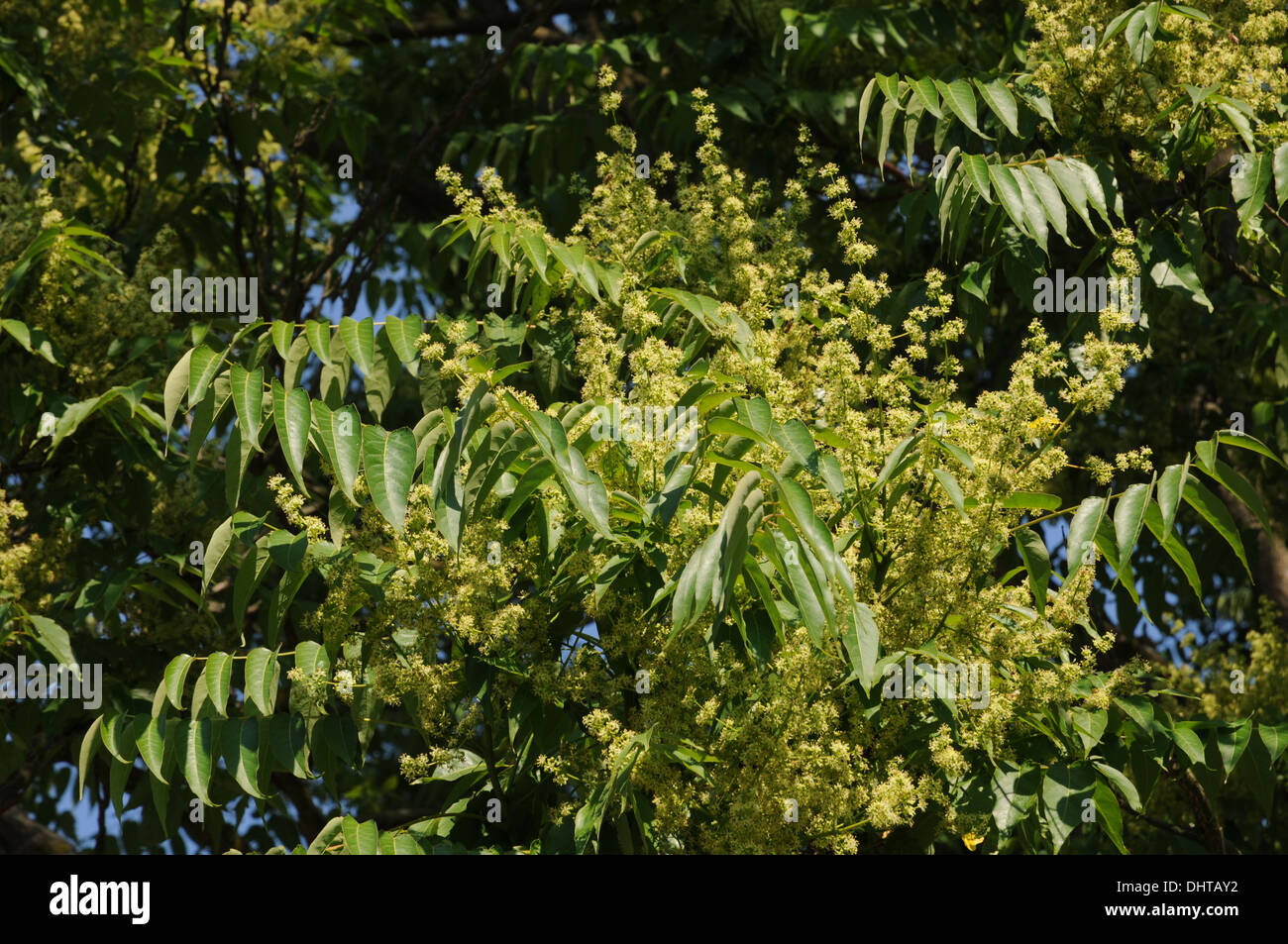 Tree of Heaven Stock Photo - Alamy