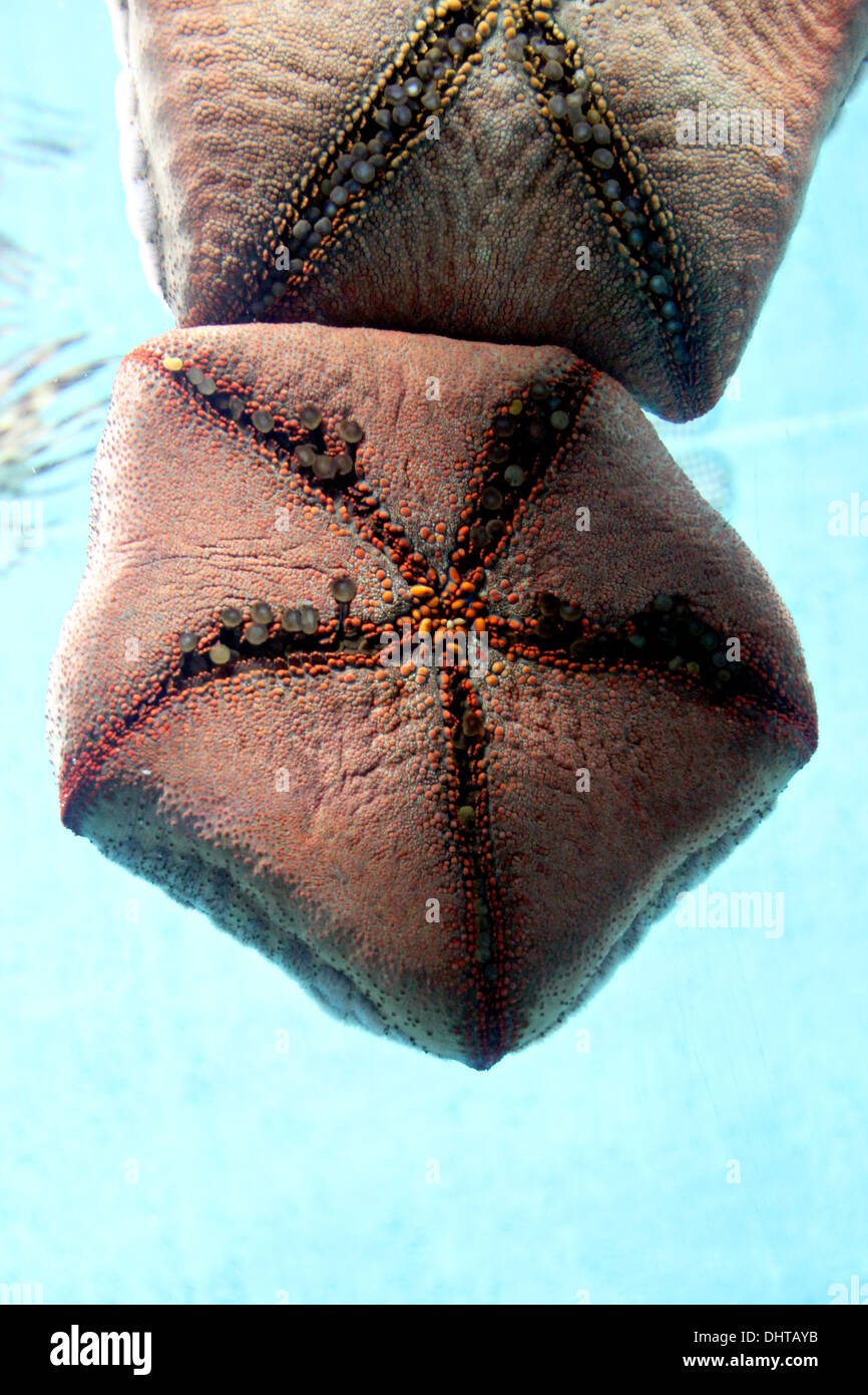 Starfish in detail hi-res stock photography and images - Alamy