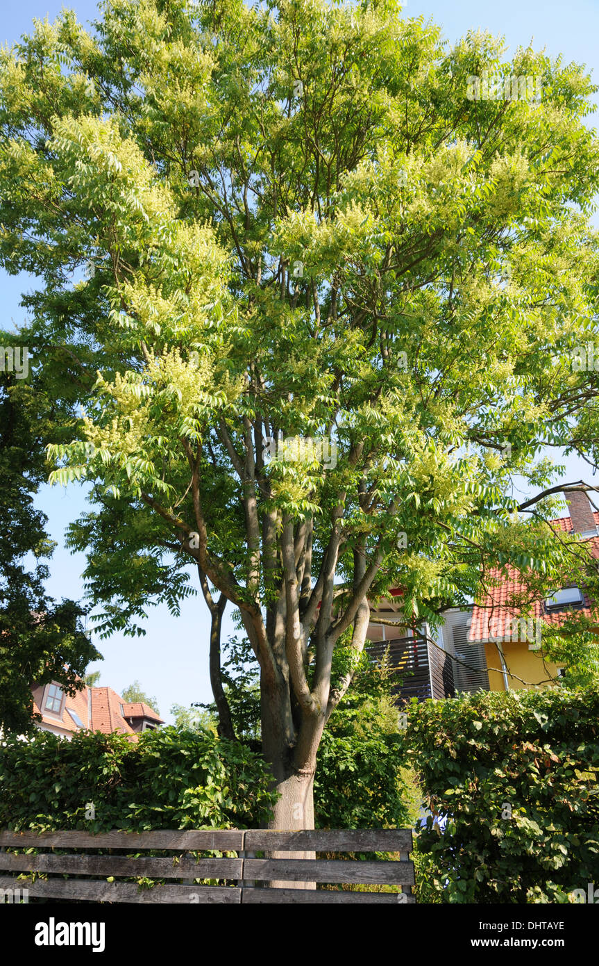 Tree of heaven Stock Photo - Alamy