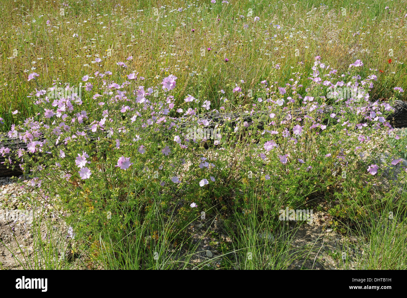 Greater musk mallows hi-res stock photography and images - Alamy
