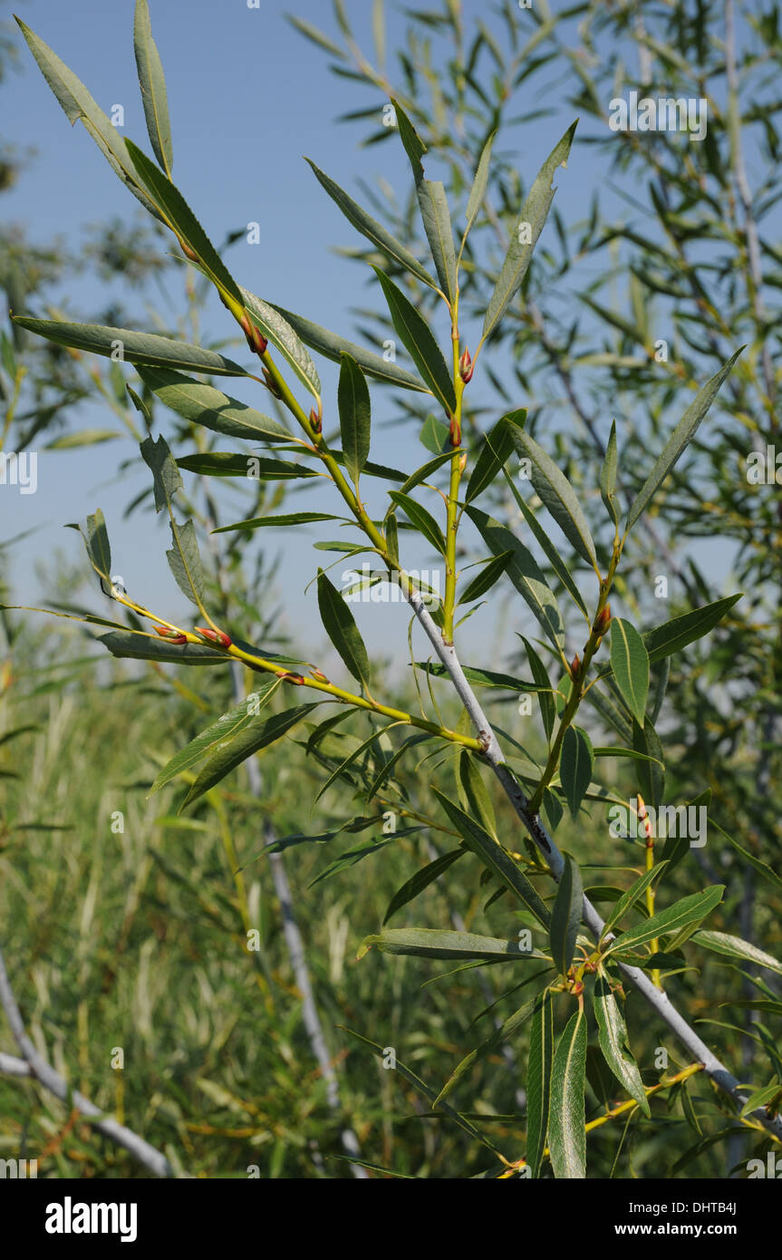Salix daphnoides hi-res stock photography and images - Alamy