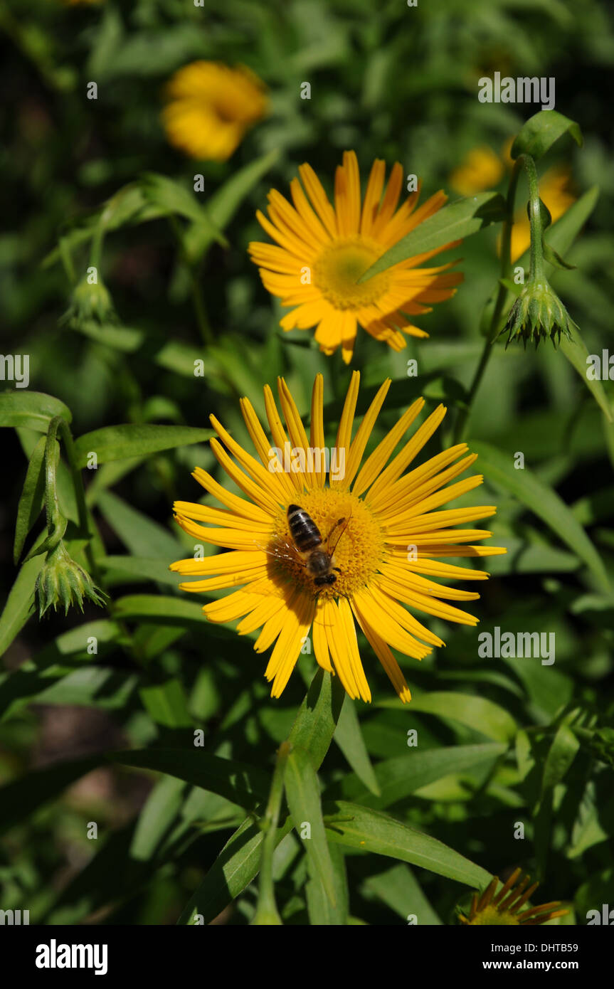 Yellow oxeye daisy buphthalmum salicifolium hi-res stock photography ...