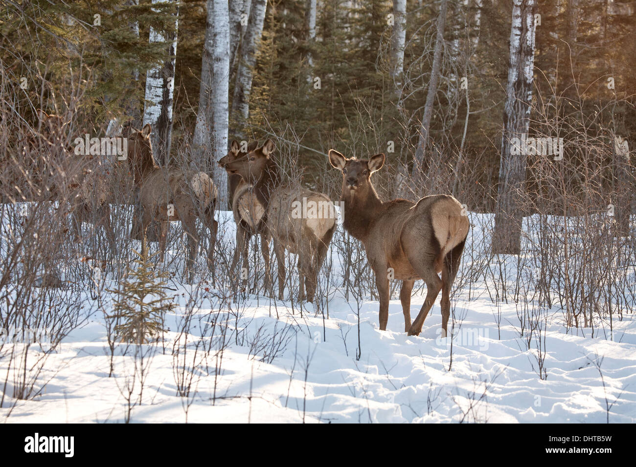 Elk in Winter in northern Saskatchewan Canada Stock Photo - Alamy