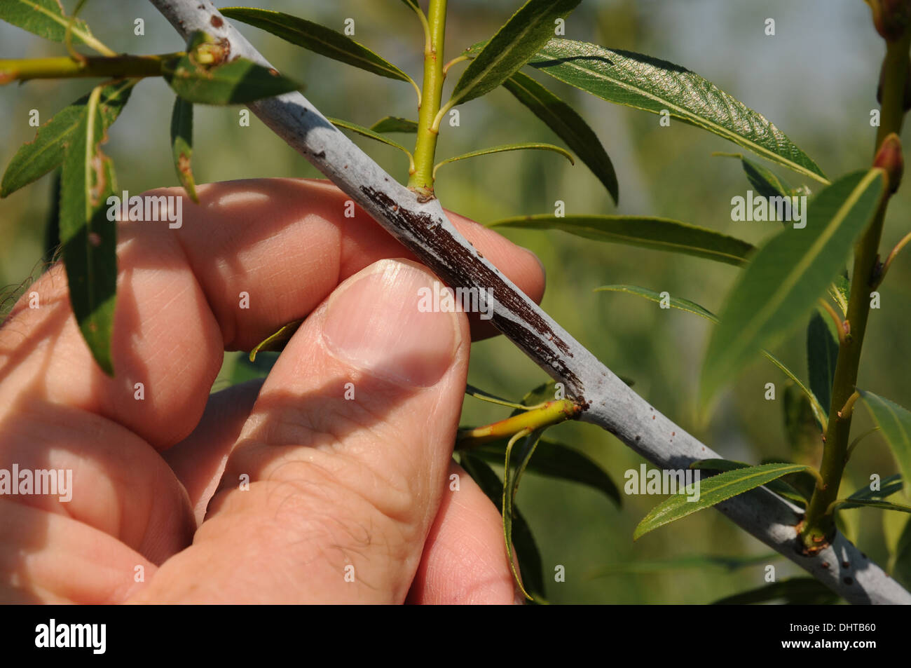 Salix daphnoides hi-res stock photography and images - Alamy