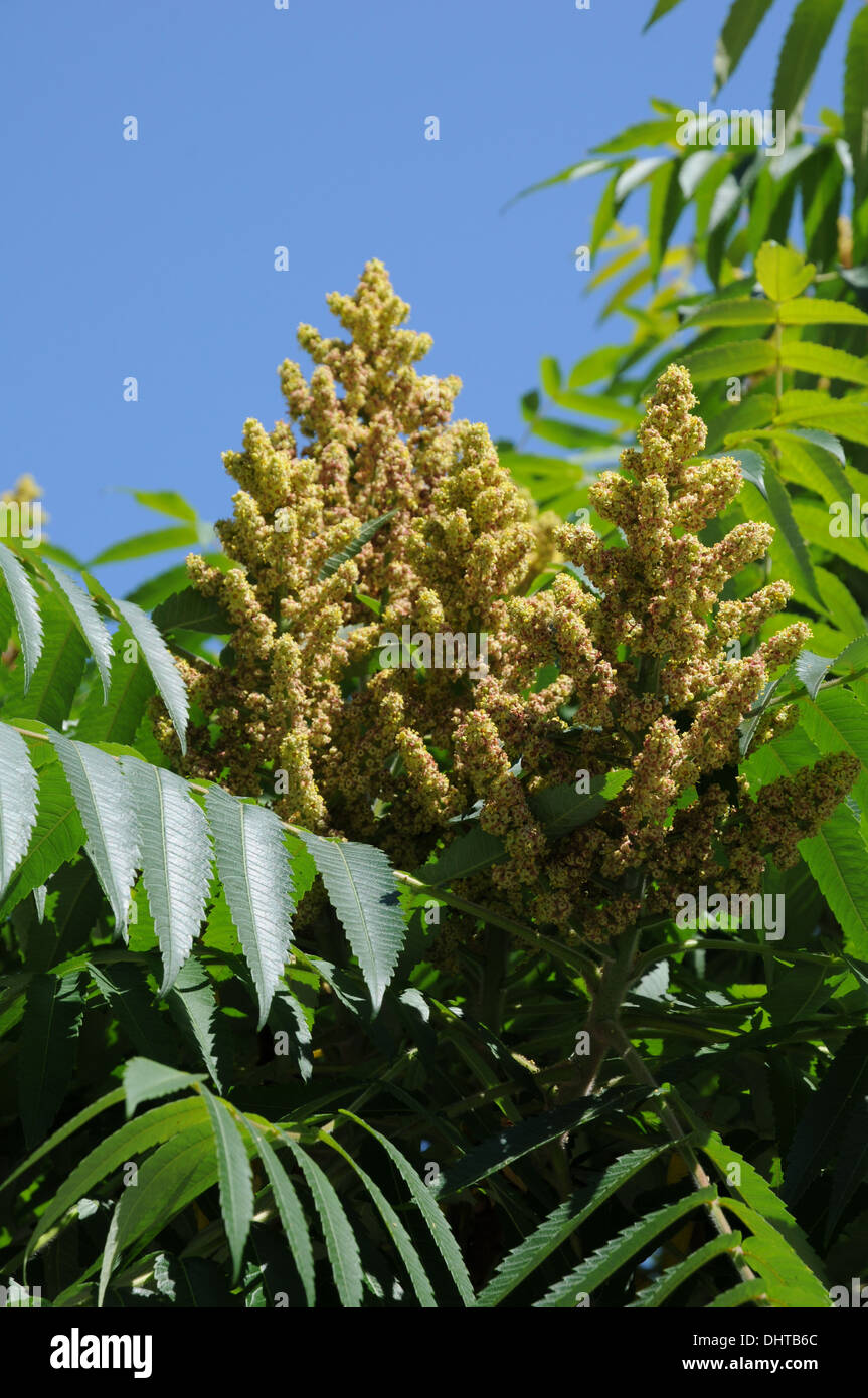 Sumac shrubs hi-res stock photography and images - Alamy