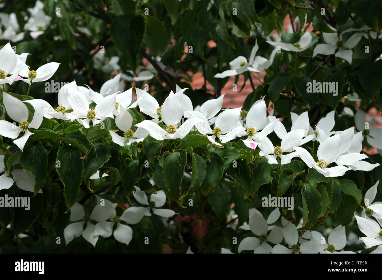 Japanese dogwood shrub hi-res stock photography and images - Alamy