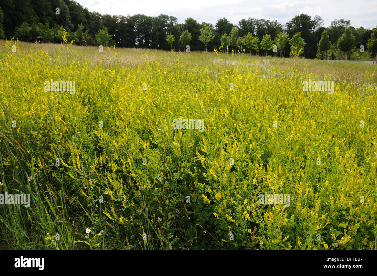 Yellow sweet clover Stock Photo - Alamy