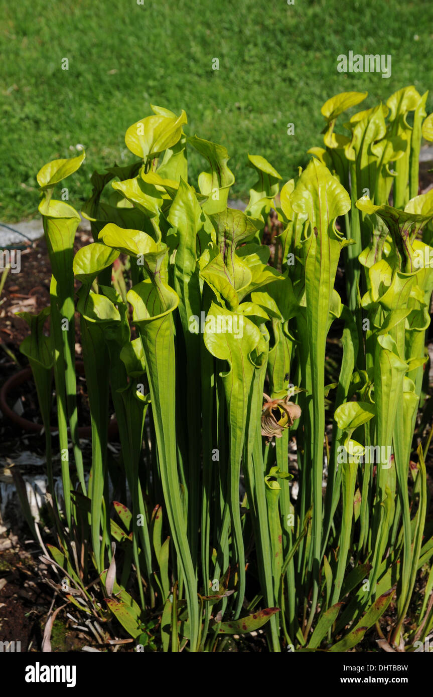 Yellow pitcher hi-res stock photography and images - Alamy