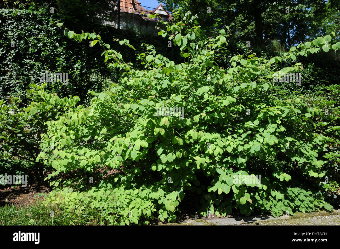 Hazel garden hi-res stock photography and images - Alamy