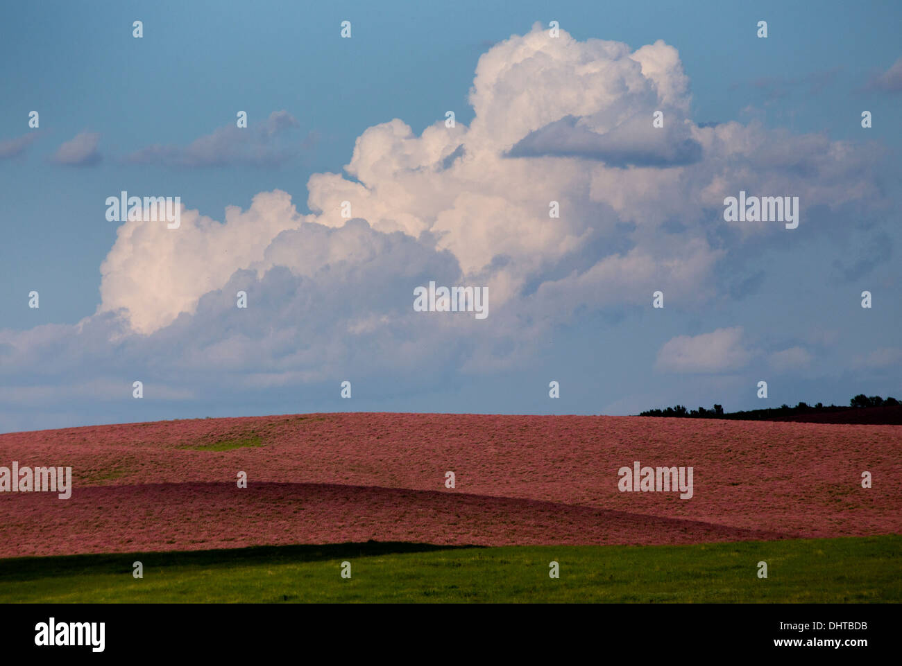 Alfalfa windrow hi-res stock photography and images - Alamy