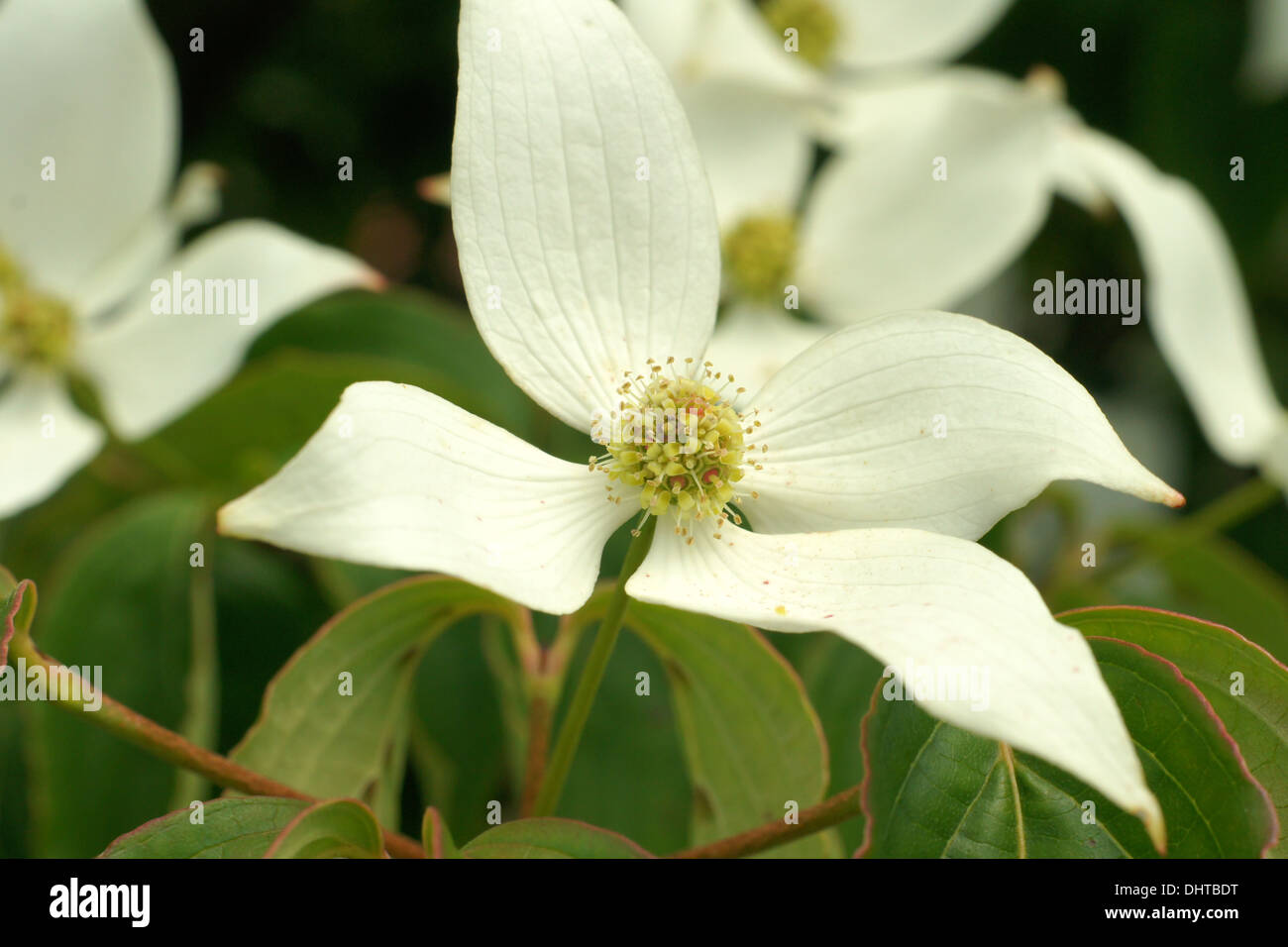 Japanese flowering dogwood Stock Photo - Alamy