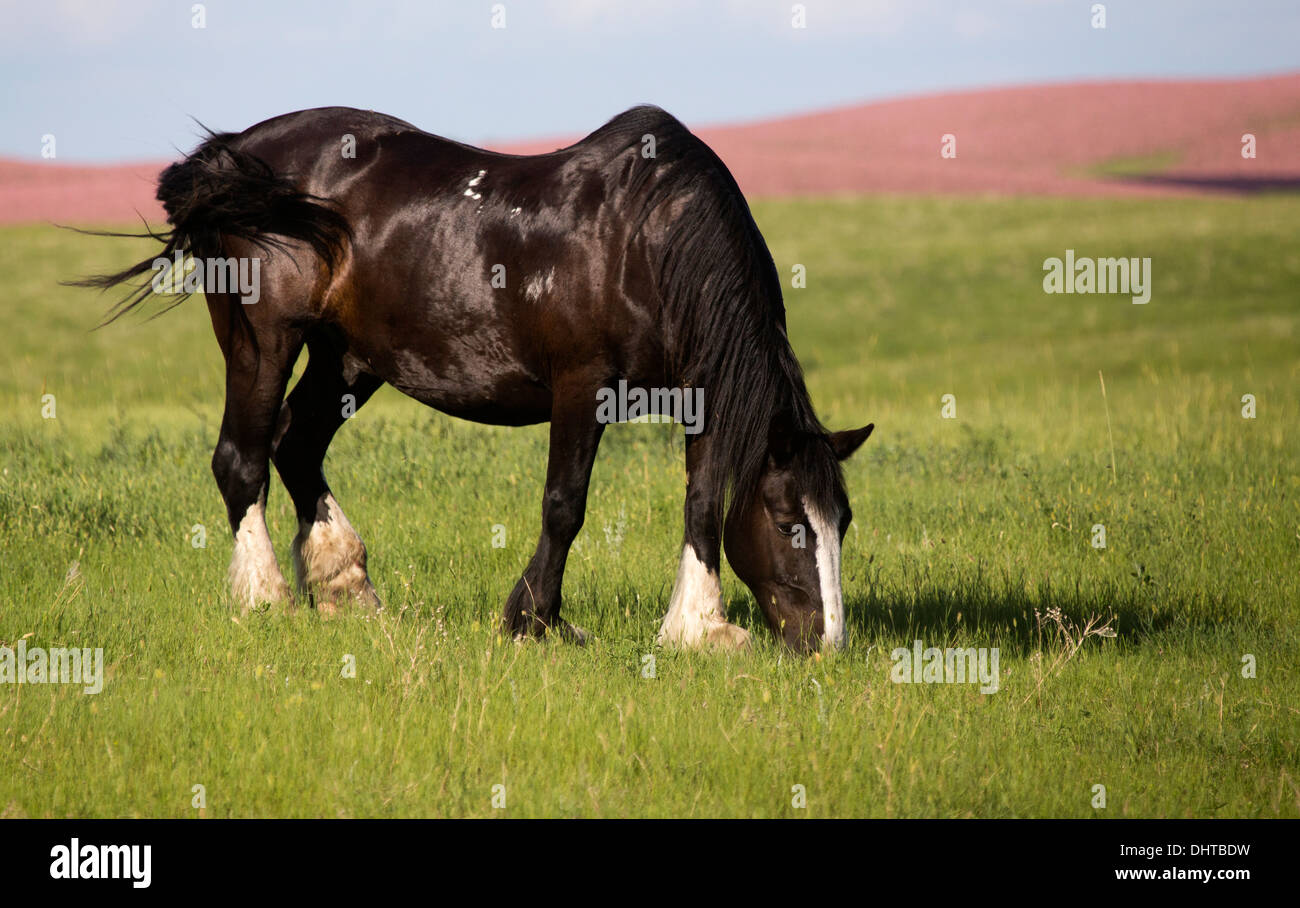 Horse in Pasture in Saskatchewan Canada prairie Stock Photo - Alamy