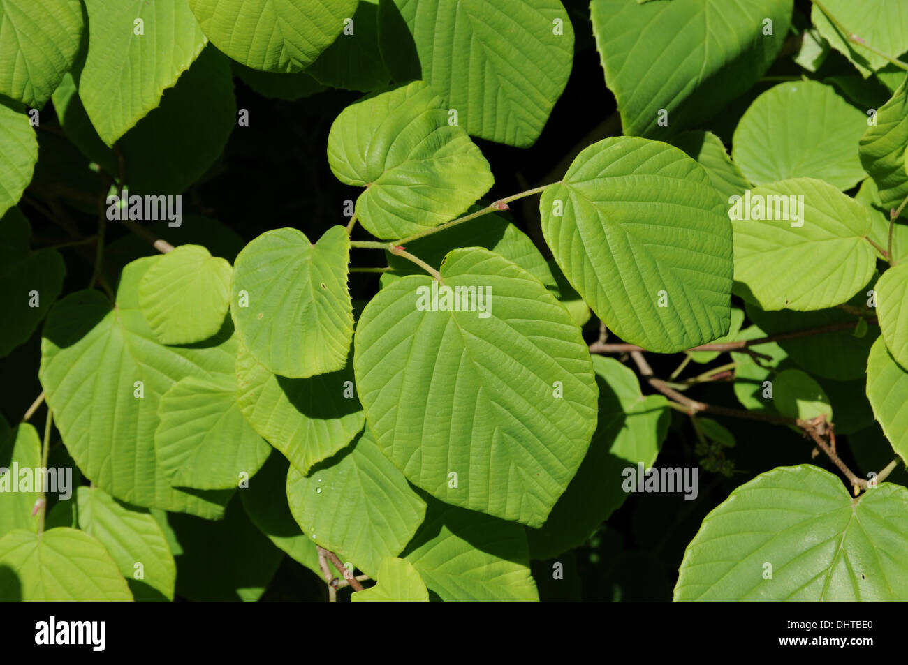 Scheinhasel hi-res stock photography and images - Alamy