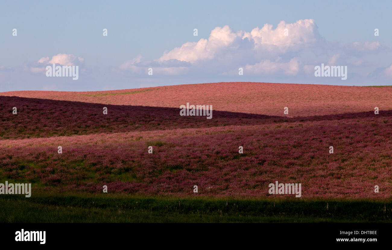Pink flower alfalfa crop in Saskatchewan Canada Stock Photo - Alamy