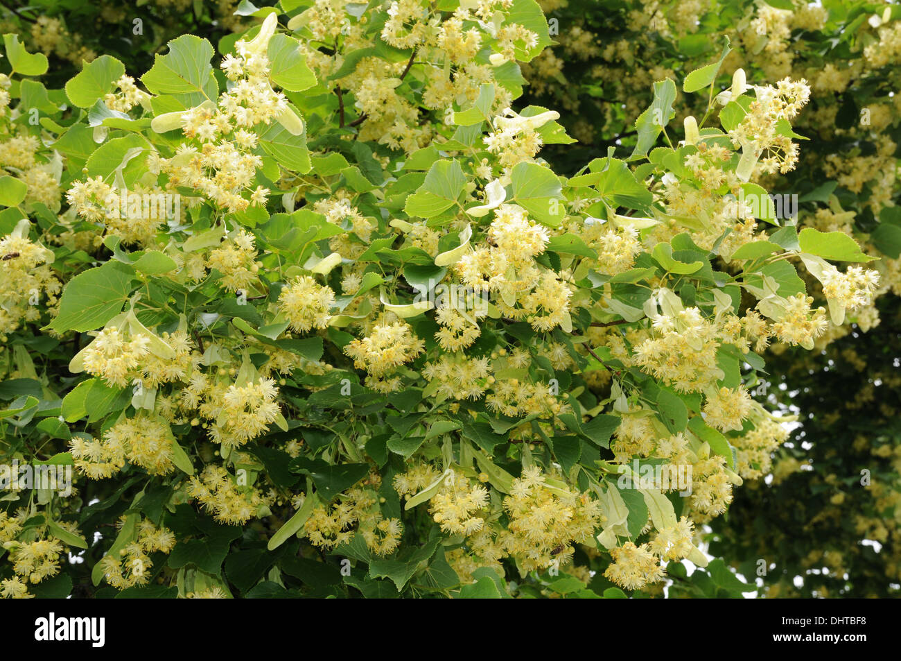 Lime blos hi-res stock photography and images - Alamy