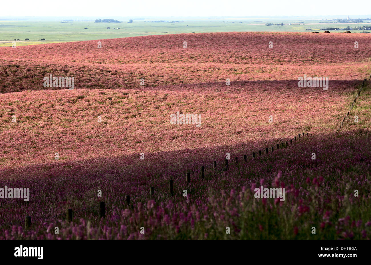Alfalfa windrow hi-res stock photography and images - Alamy