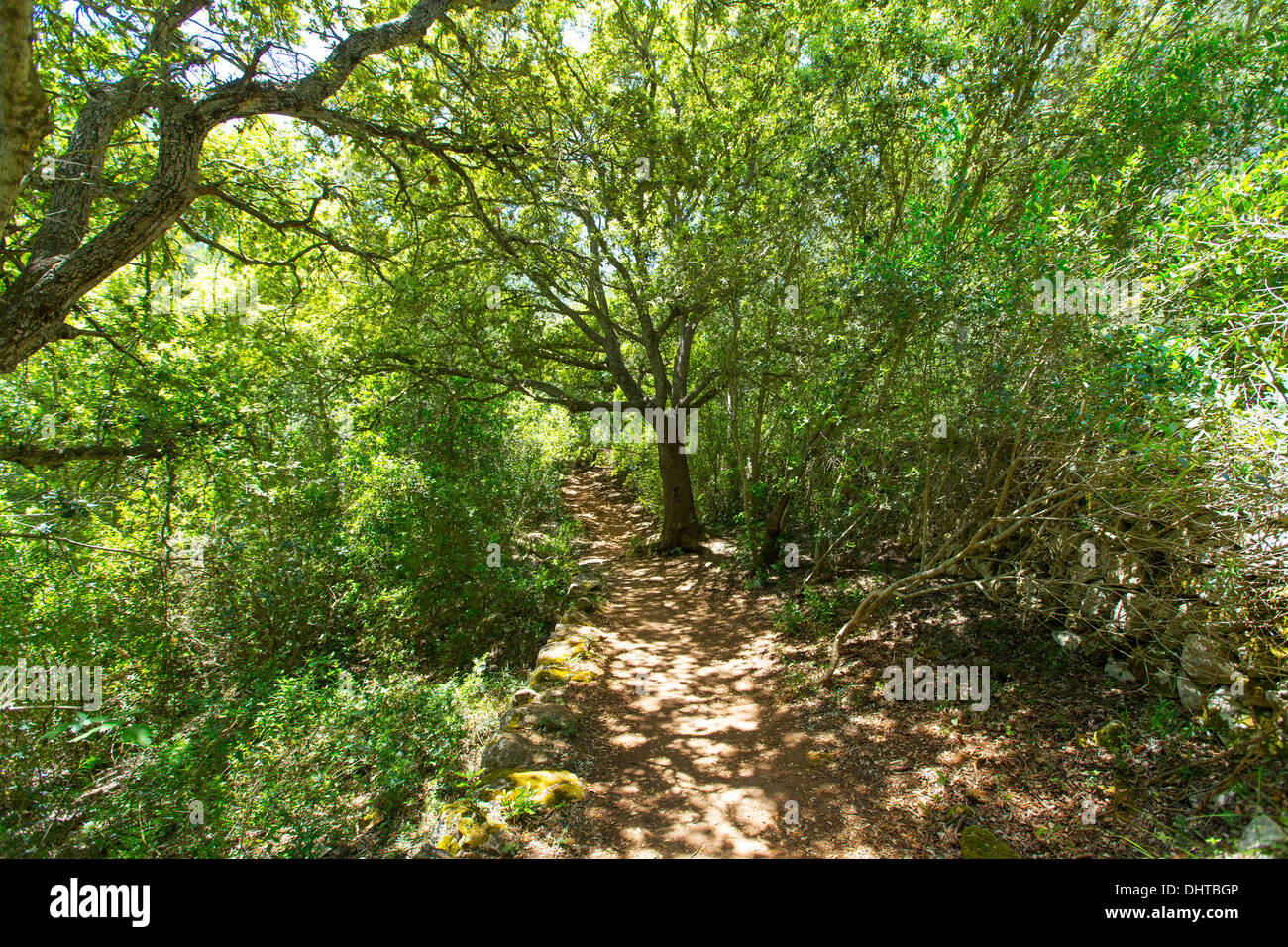 mediterranean forest in Menorca with oak trees in Cala Galdana of ...