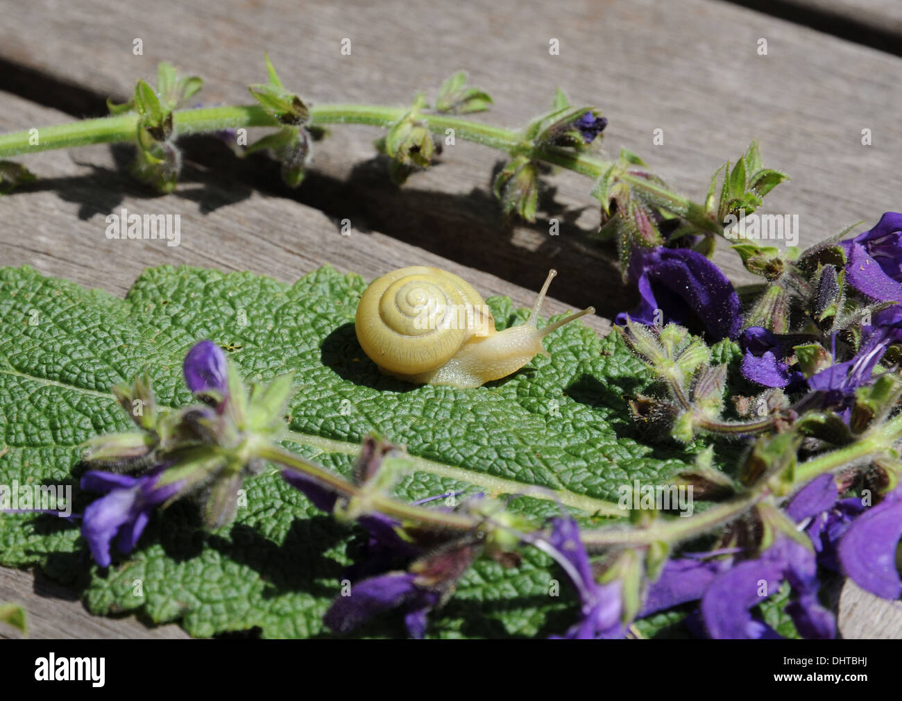 Whitelipped hi-res stock photography and images - Alamy
