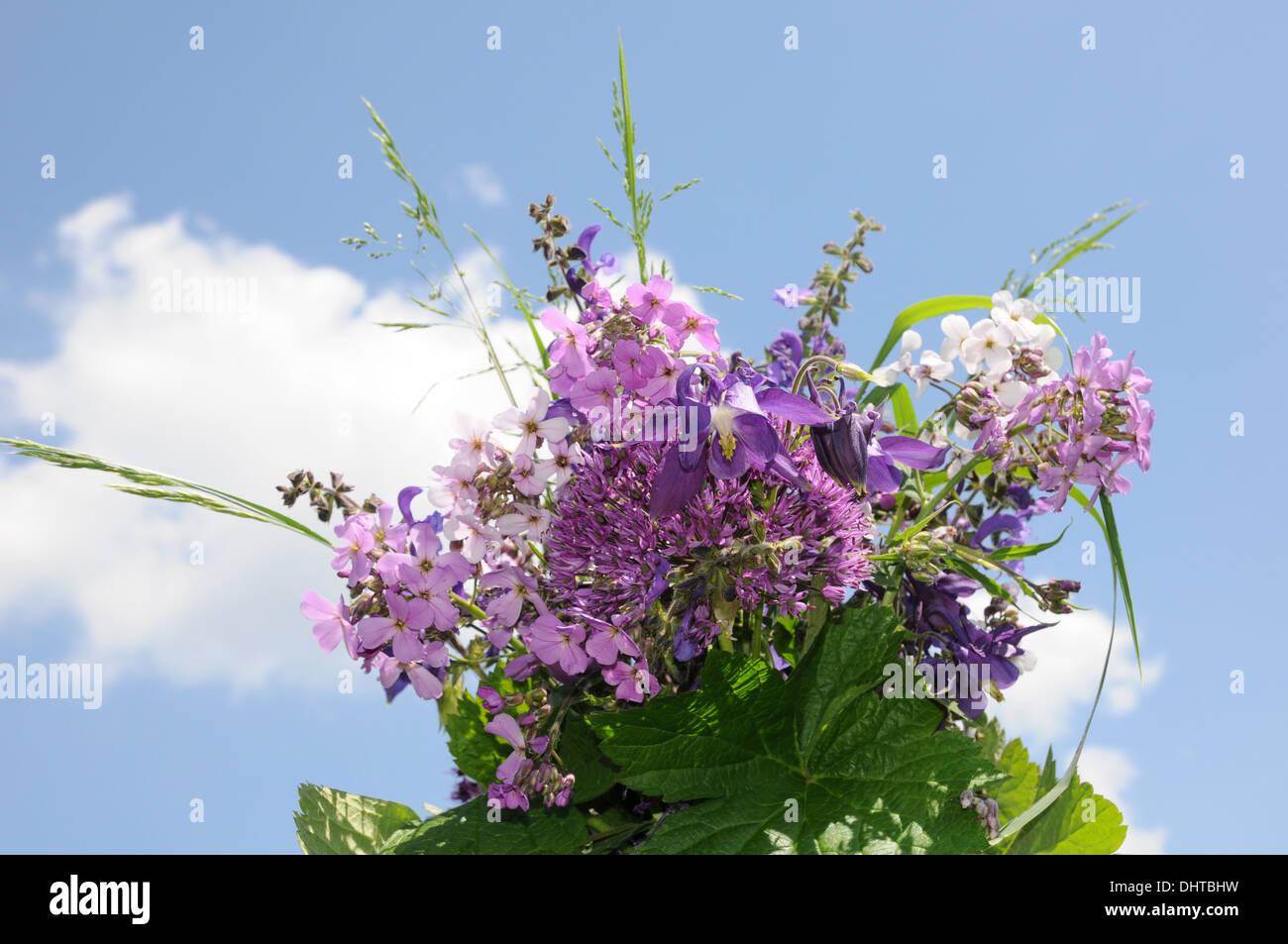 Posey flowers High Resolution Stock Photography and Images - Alamy
