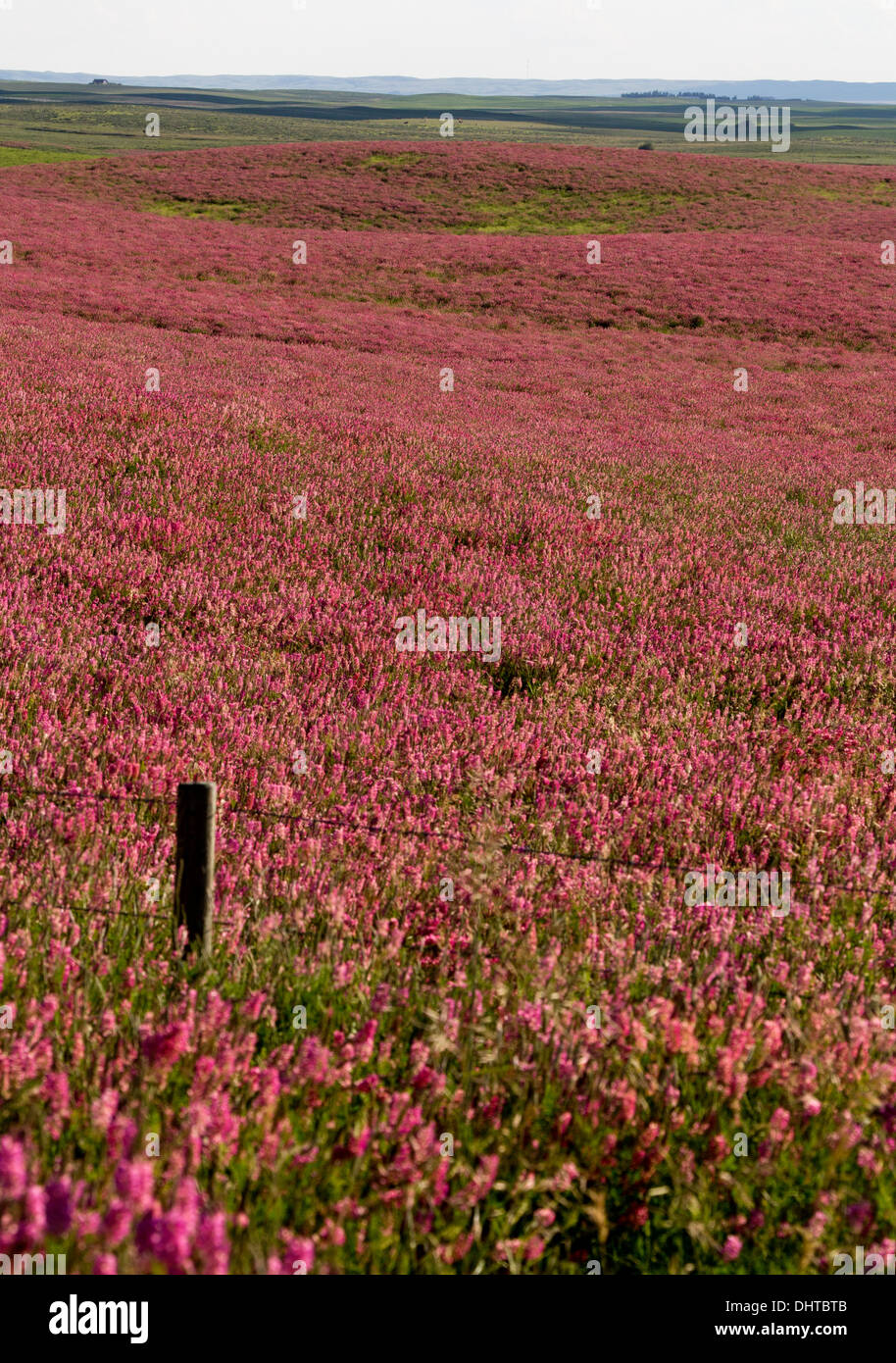 Alfalfa windrow hi-res stock photography and images - Alamy