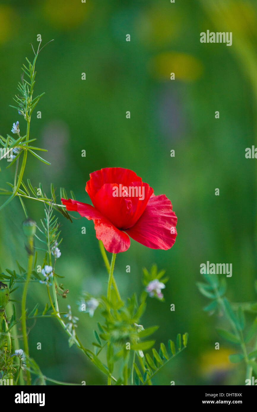 corn poppy, corn rose (Papaver rhoeas Stock Photo - Alamy