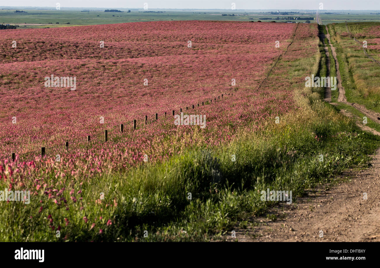 Pink flower alfalfa crop in Saskatchewan Canada Stock Photo - Alamy
