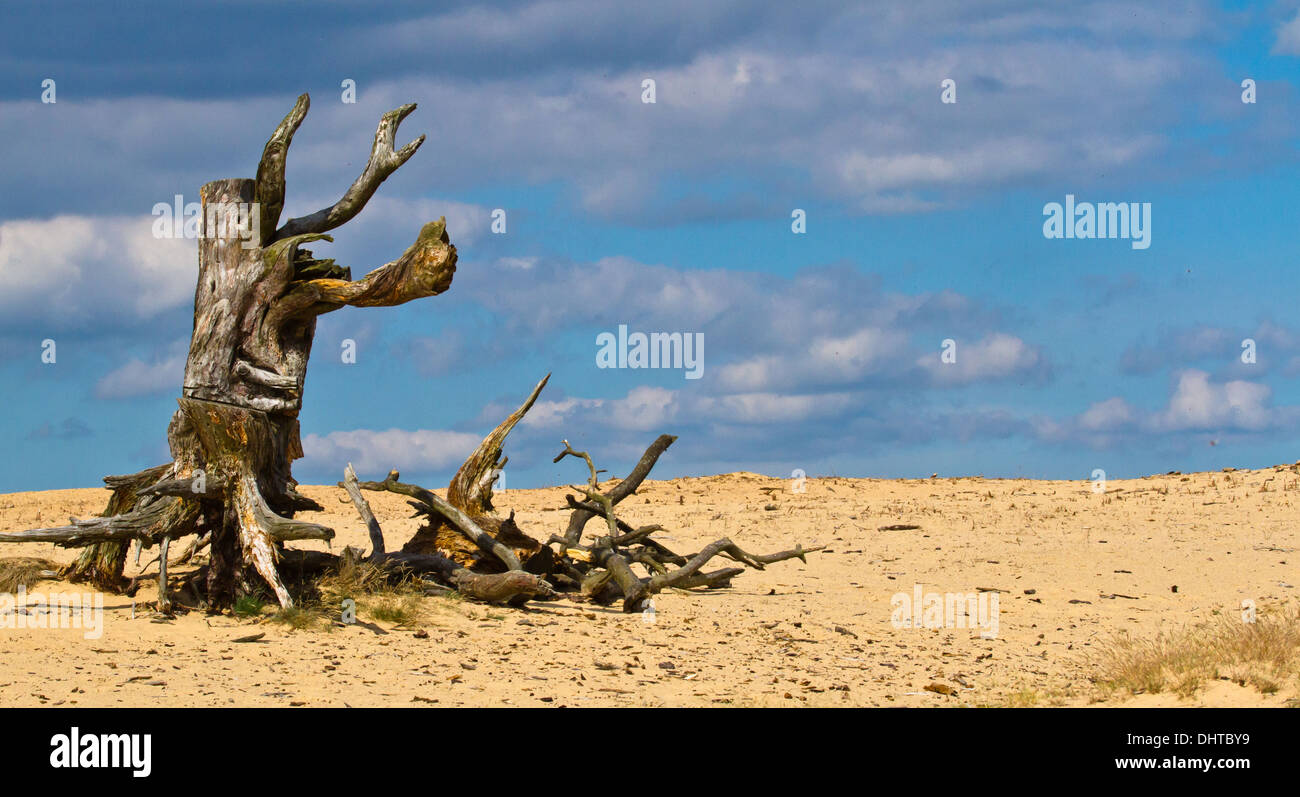 Dead tree sculpture hi-res stock photography and images - Alamy