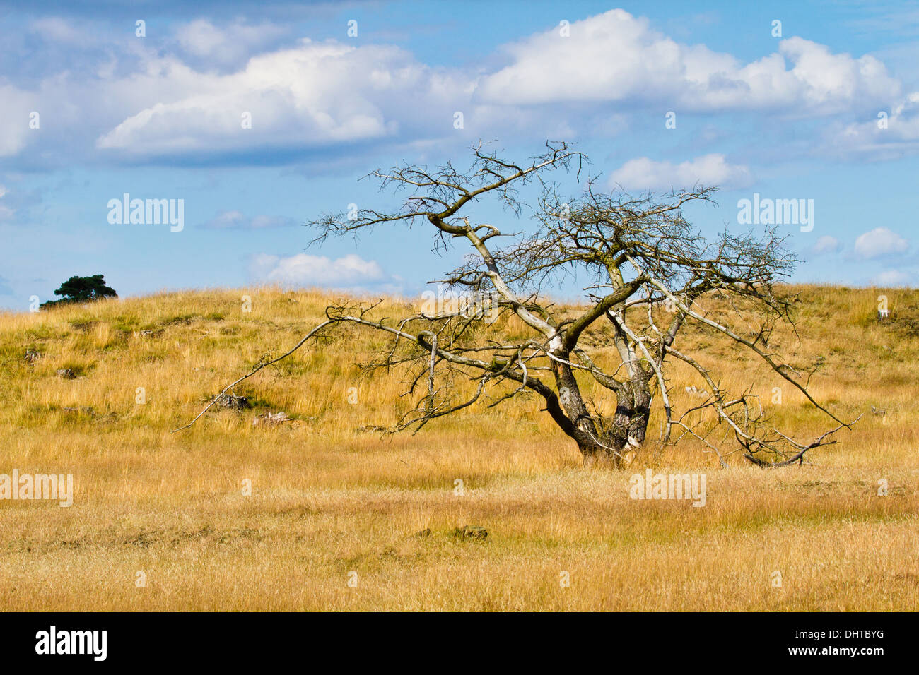 Dead heather hi-res stock photography and images - Alamy