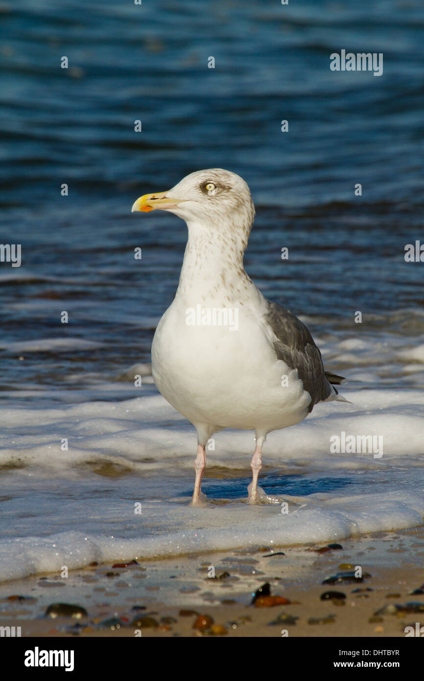 Caspian gull hi-res stock photography and images - Alamy