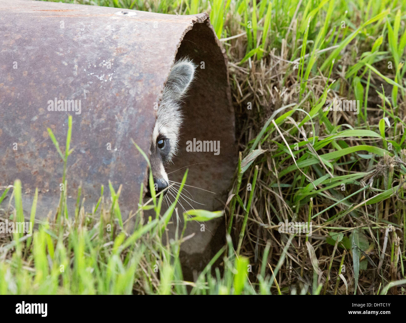 Culvert Animal High Resolution Stock Photography and Images - Alamy