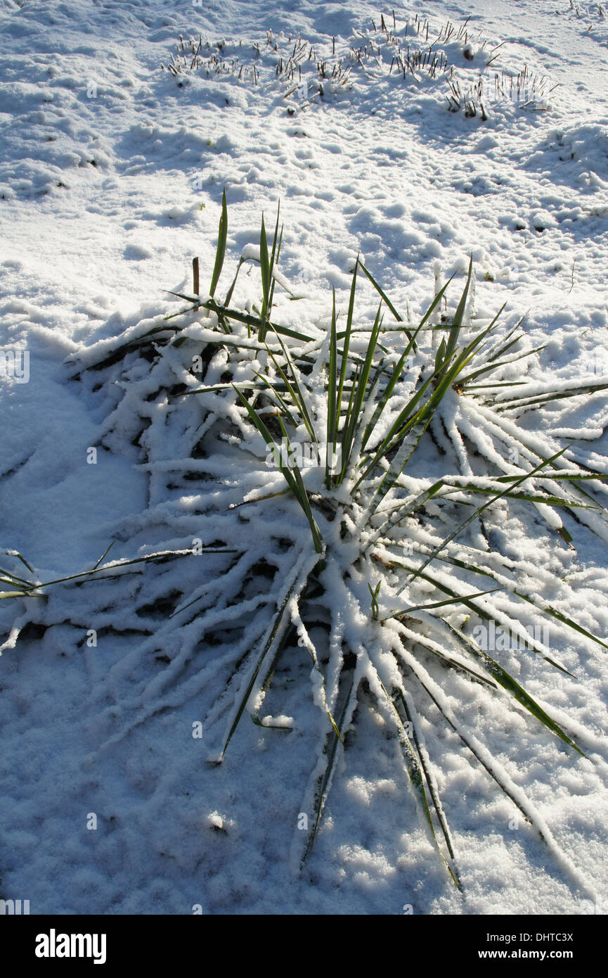 Yucca plant with snow hi-res stock photography and images - Alamy