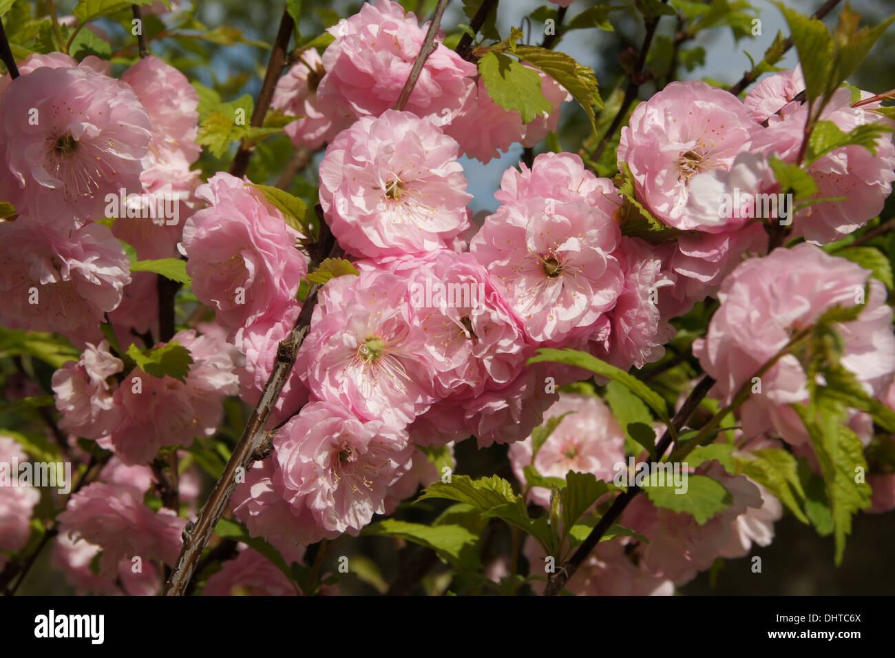 Flowering Almond Prunus Triloba High Resolution Stock Photography and ...