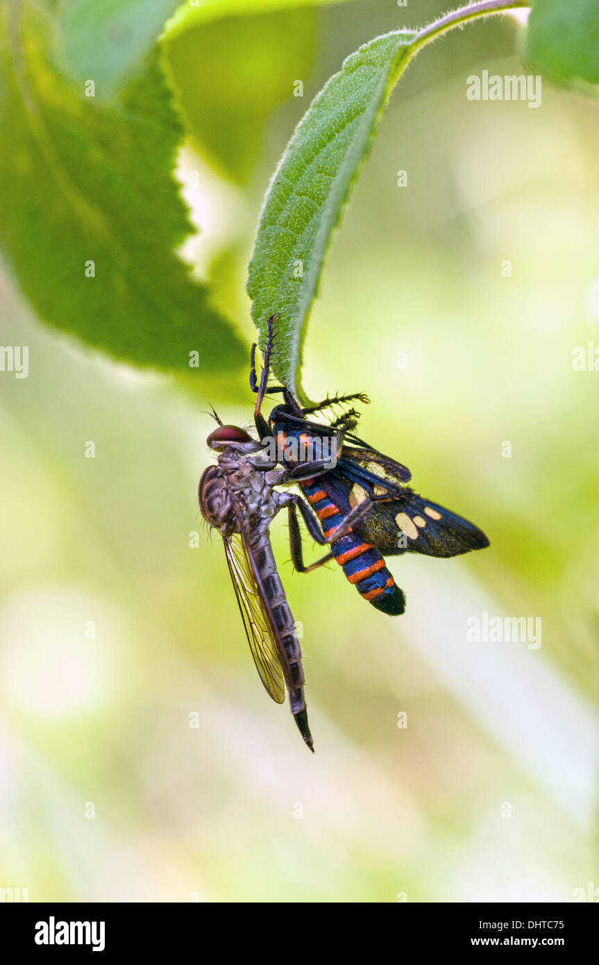 Robberfly with kill hi-res stock photography and images - Alamy
